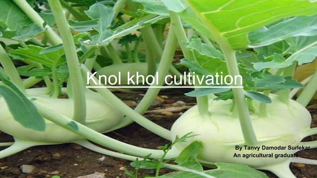 knol khol cultivation.pptx