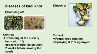 knol khol cultivation.pptx
