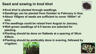 knol khol cultivation.pptx