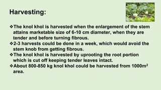 knol khol cultivation.pptx