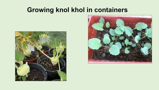 knol khol cultivation.pptx