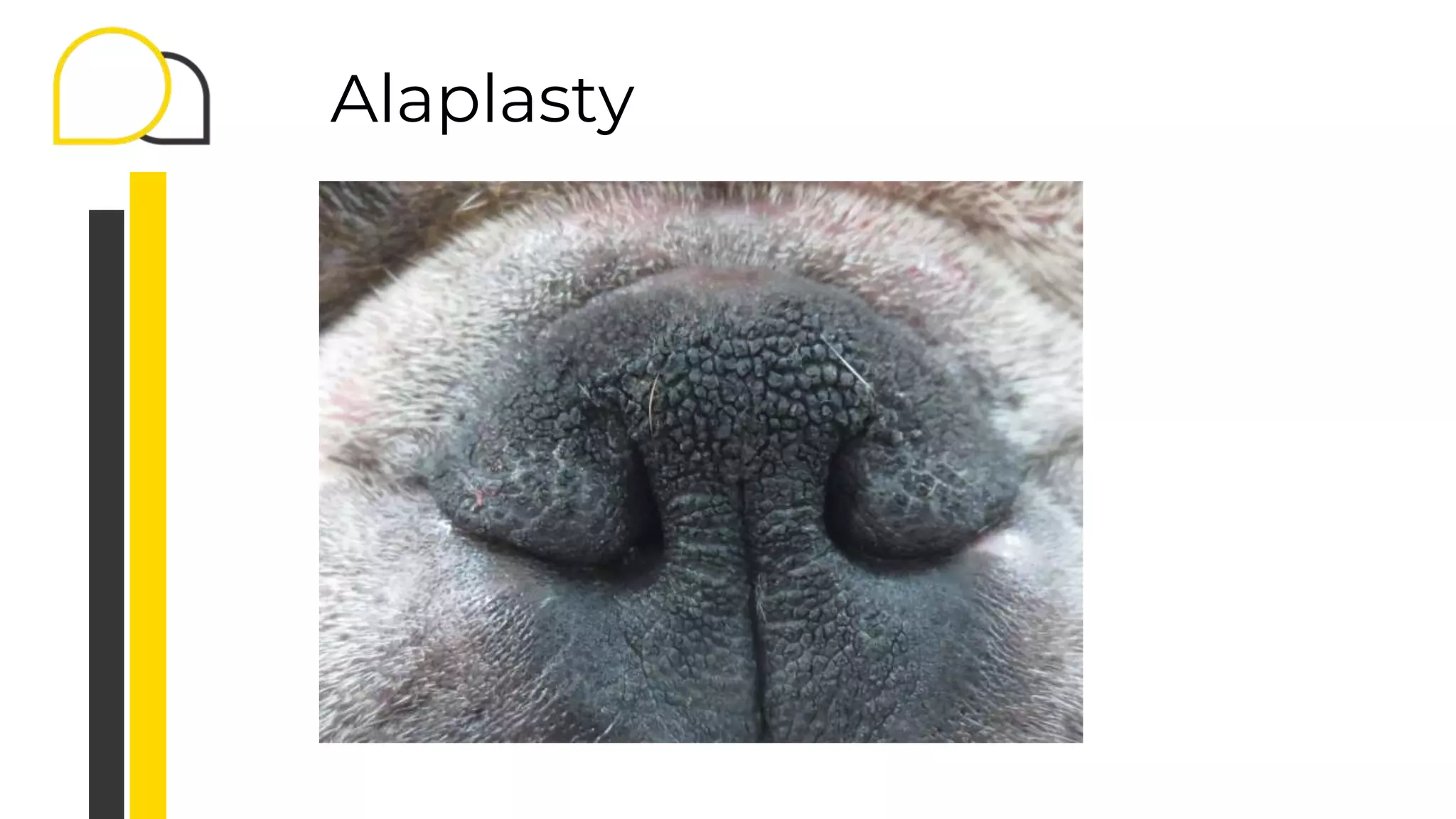 Know how to Brachycephalic Obstructive Airway Syndrome (BOAS ...