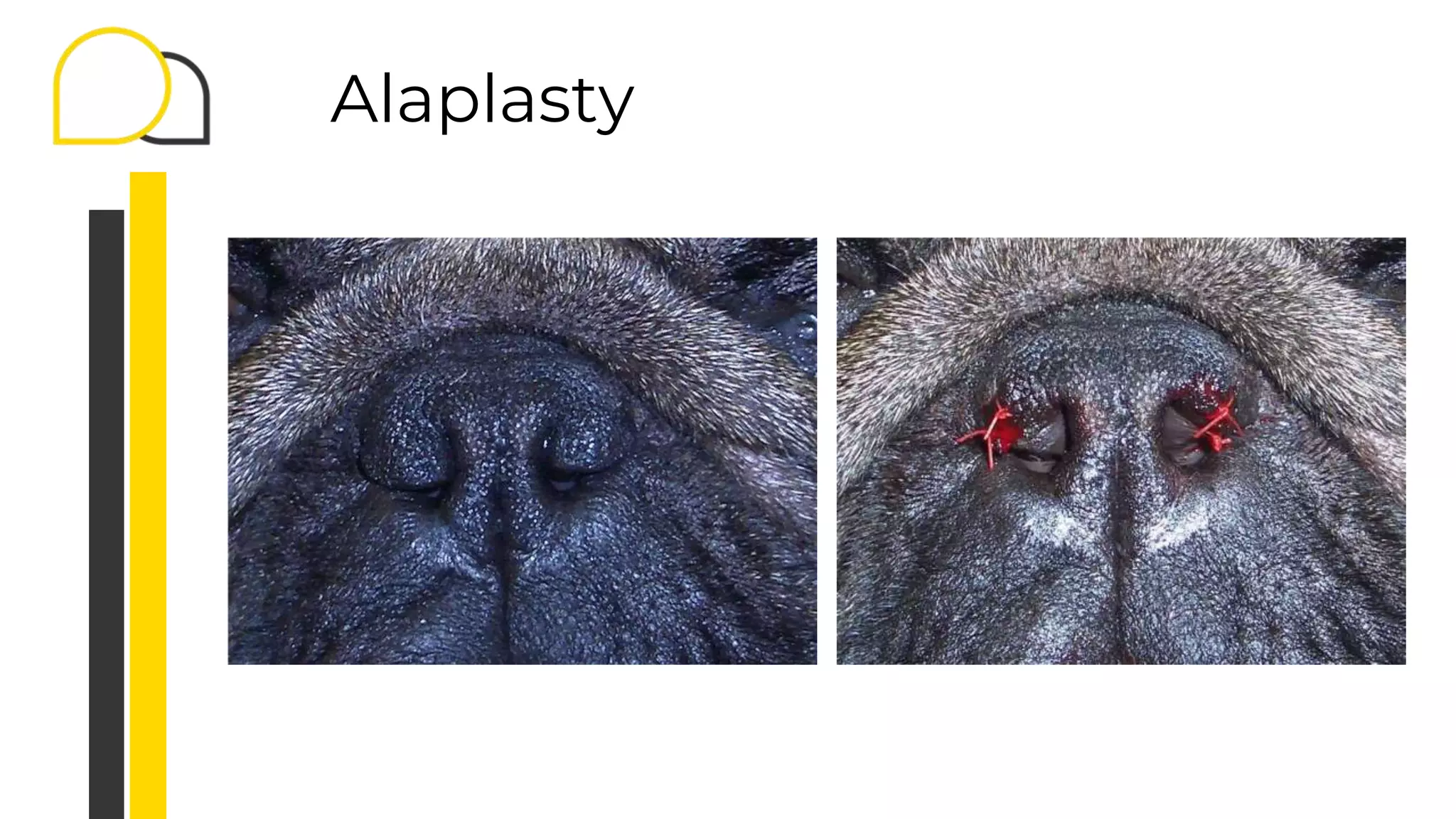 Know how to Brachycephalic Obstructive Airway Syndrome (BOAS ...