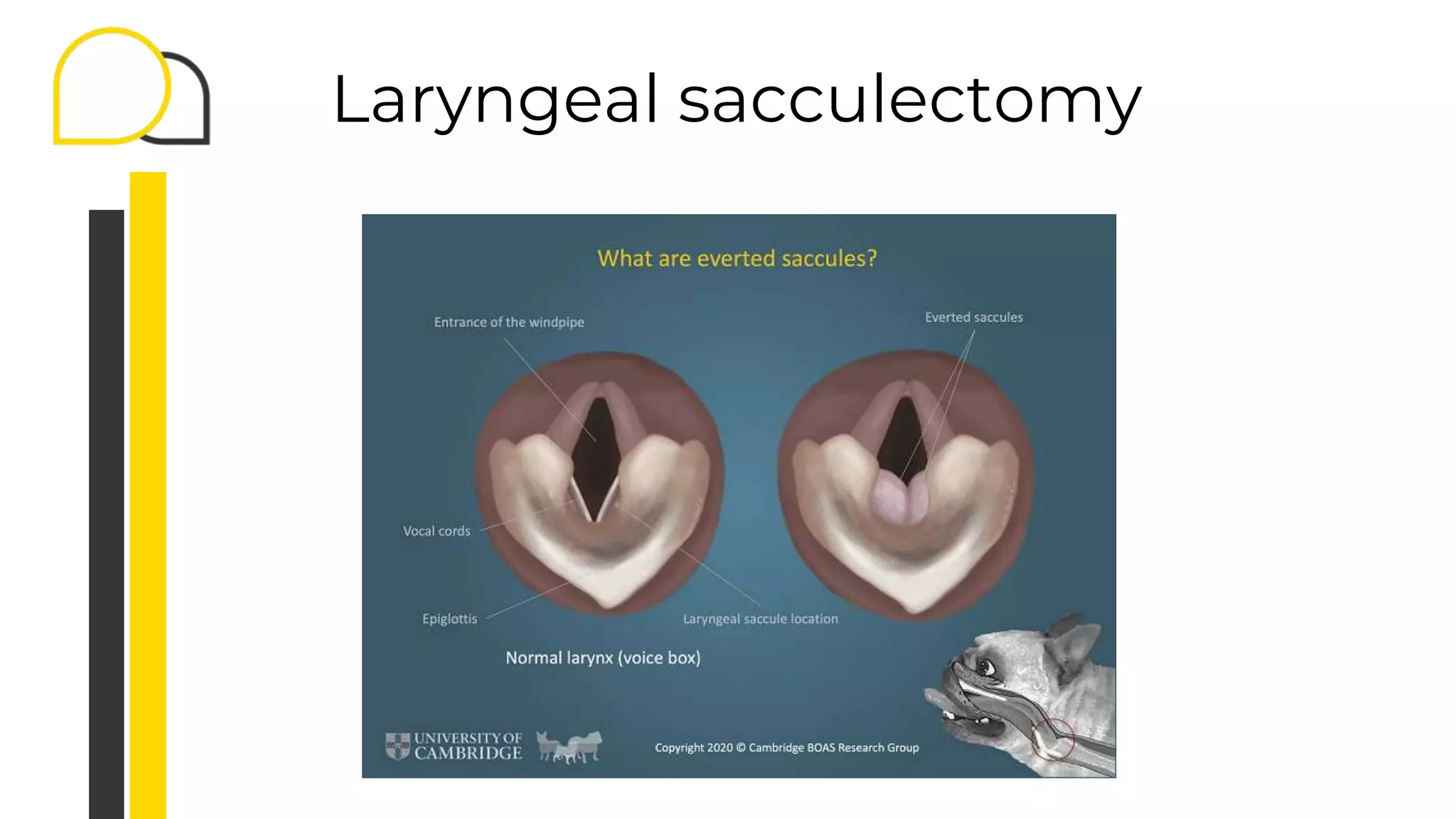 Know how to Brachycephalic Obstructive Airway Syndrome (BOAS ...