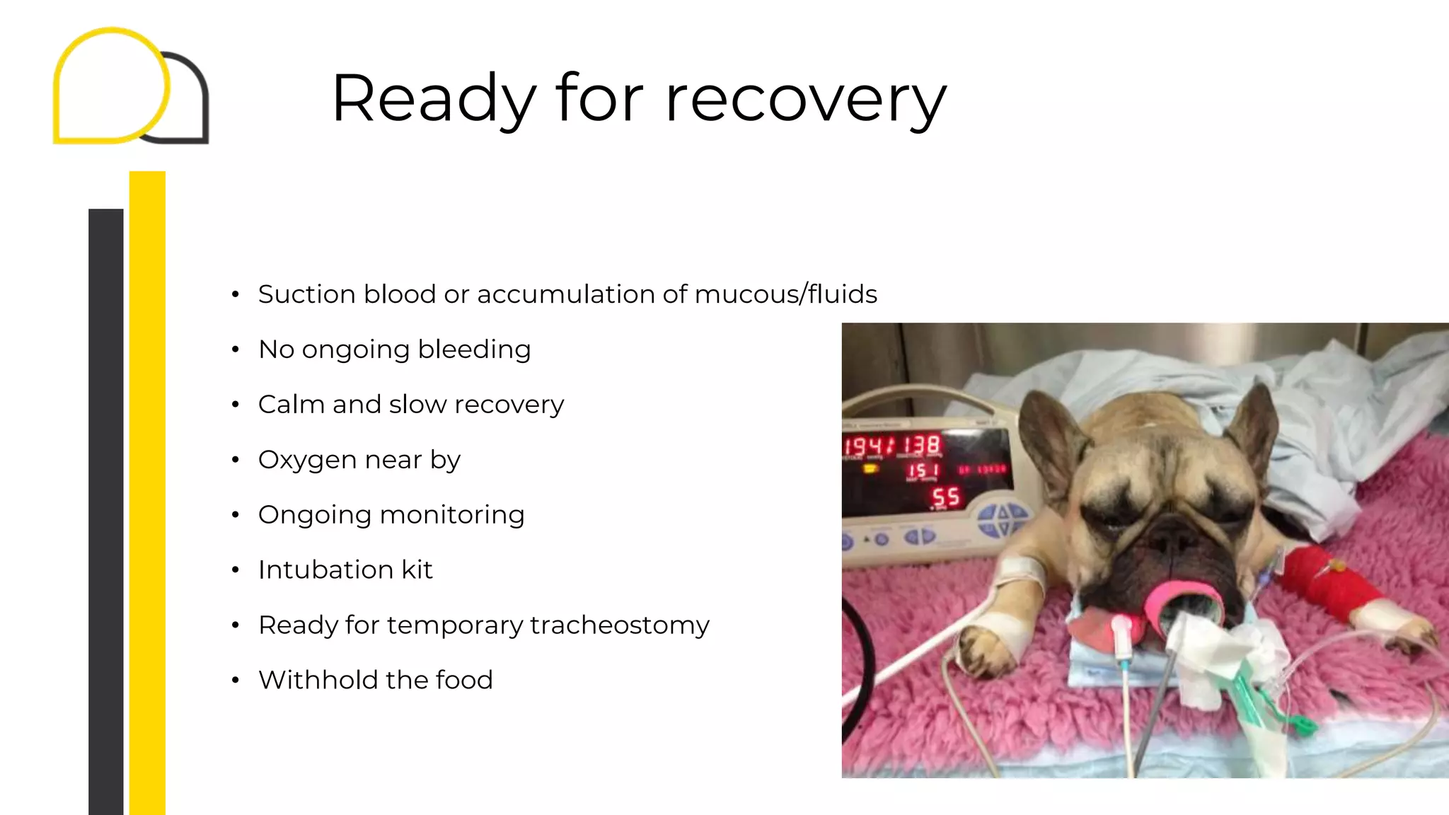 Know how to Brachycephalic Obstructive Airway Syndrome (BOAS ...