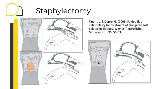 Know how to Brachycephalic Obstructive Airway Syndrome (BOAS ...