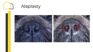 Know how to Brachycephalic Obstructive Airway Syndrome (BOAS ...