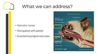 Know how to Brachycephalic Obstructive Airway Syndrome (BOAS ...