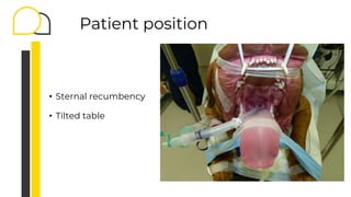 Know how to Brachycephalic Obstructive Airway Syndrome (BOAS ...