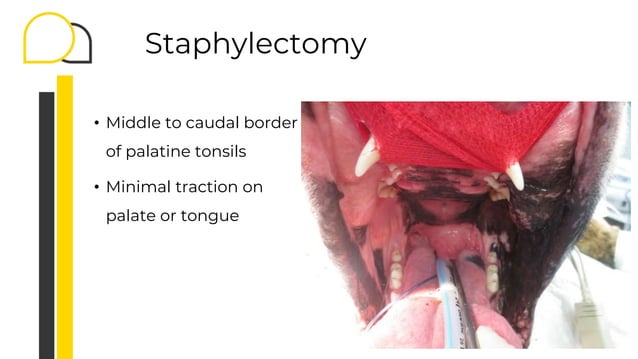 Know how to Brachycephalic Obstructive Airway Syndrome (BOAS ...