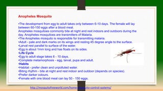 Know about mosquito | PPTX