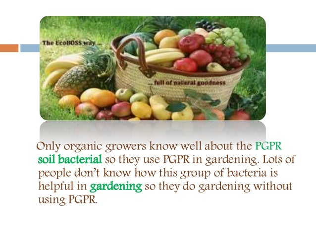 Know about plant growth promoting rhizobacteria (pgpr)