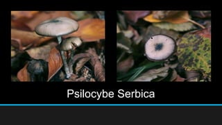 Know About Psilocybe Serbica | PPTX