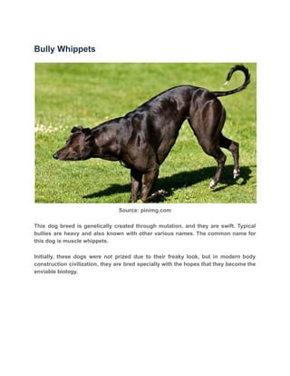 Know all about muscular dogs breeds | PDF