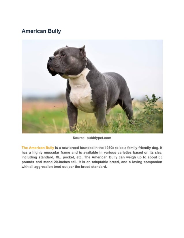 Know all about muscular dogs breeds | PDF