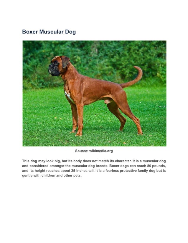 Know all about muscular dogs breeds | PDF