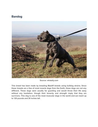 Know all about muscular dogs breeds | PDF