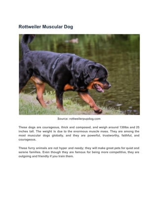 Most Muscular Dog Breeds