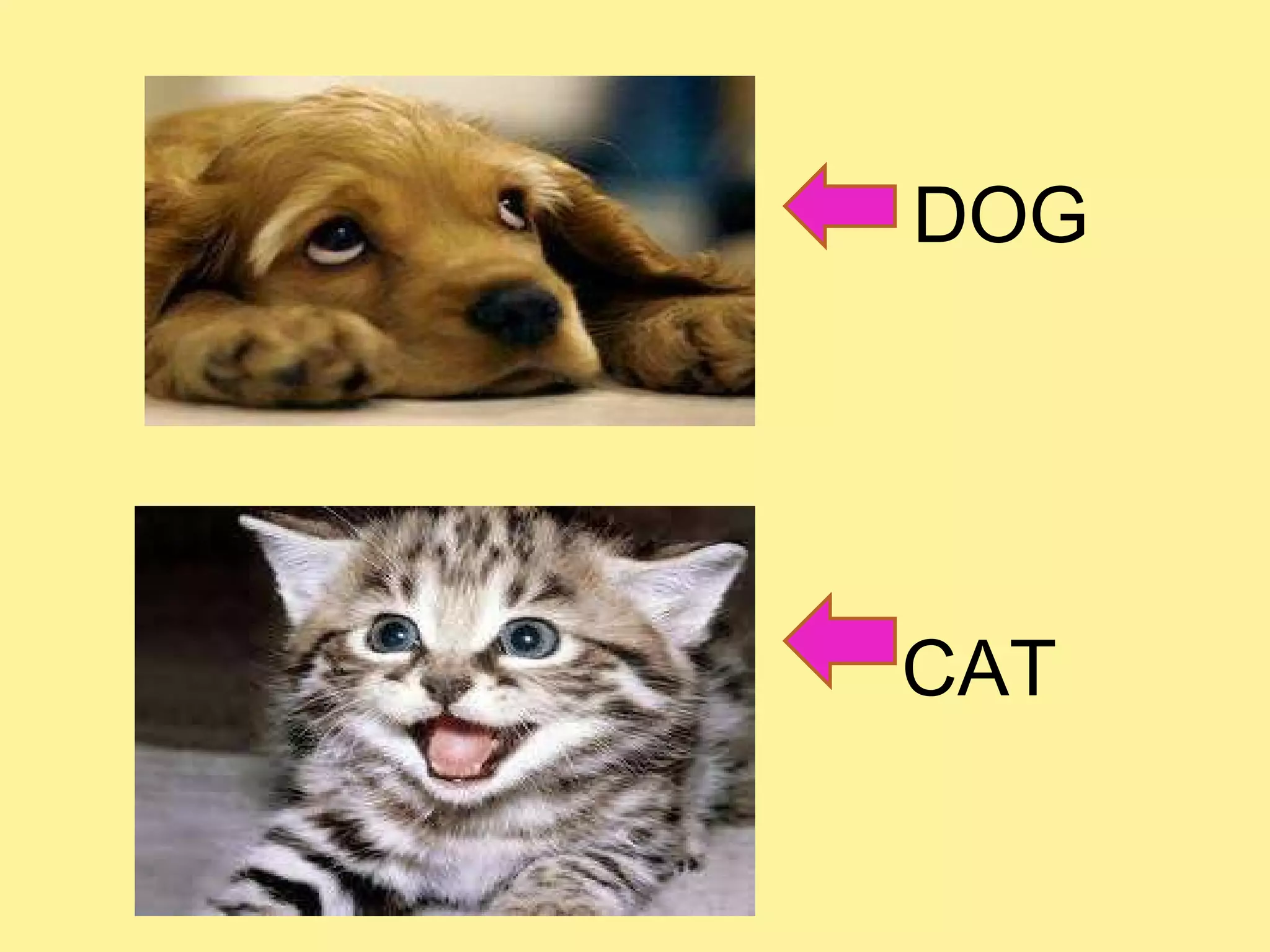 Know domestic and wild animals | PPT