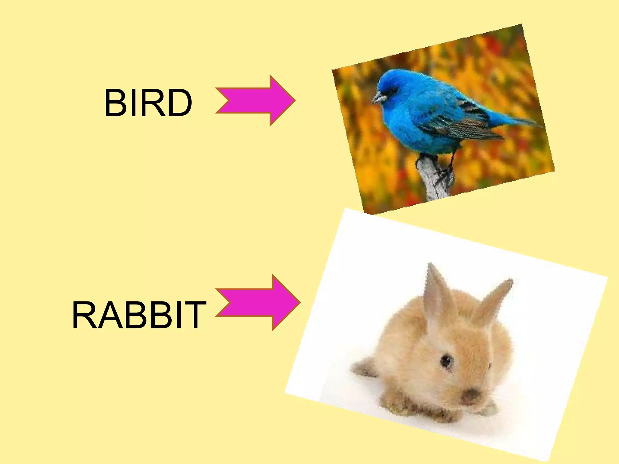 Know domestic and wild animals | PPT