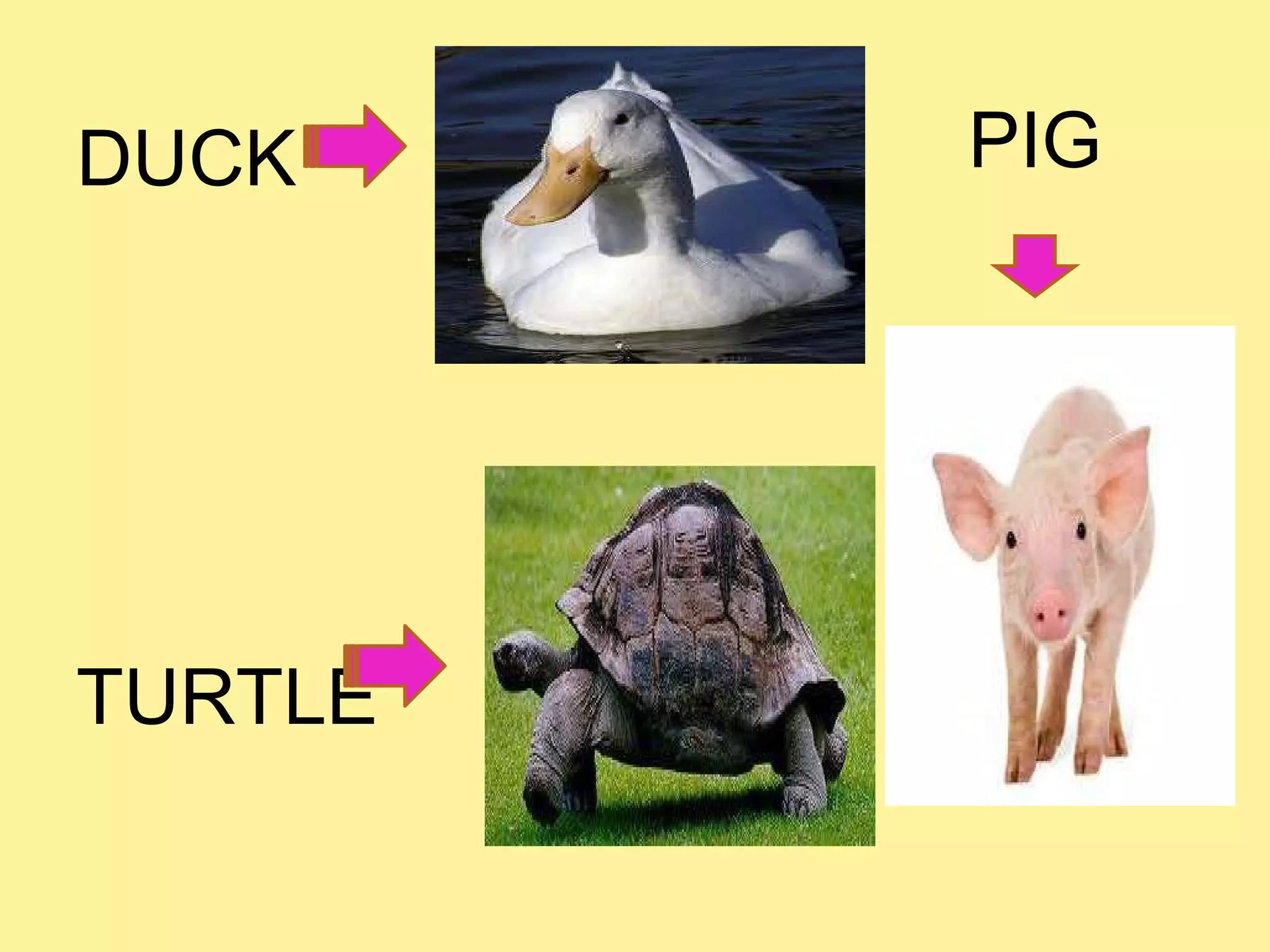 Know domestic and wild animals | PPT