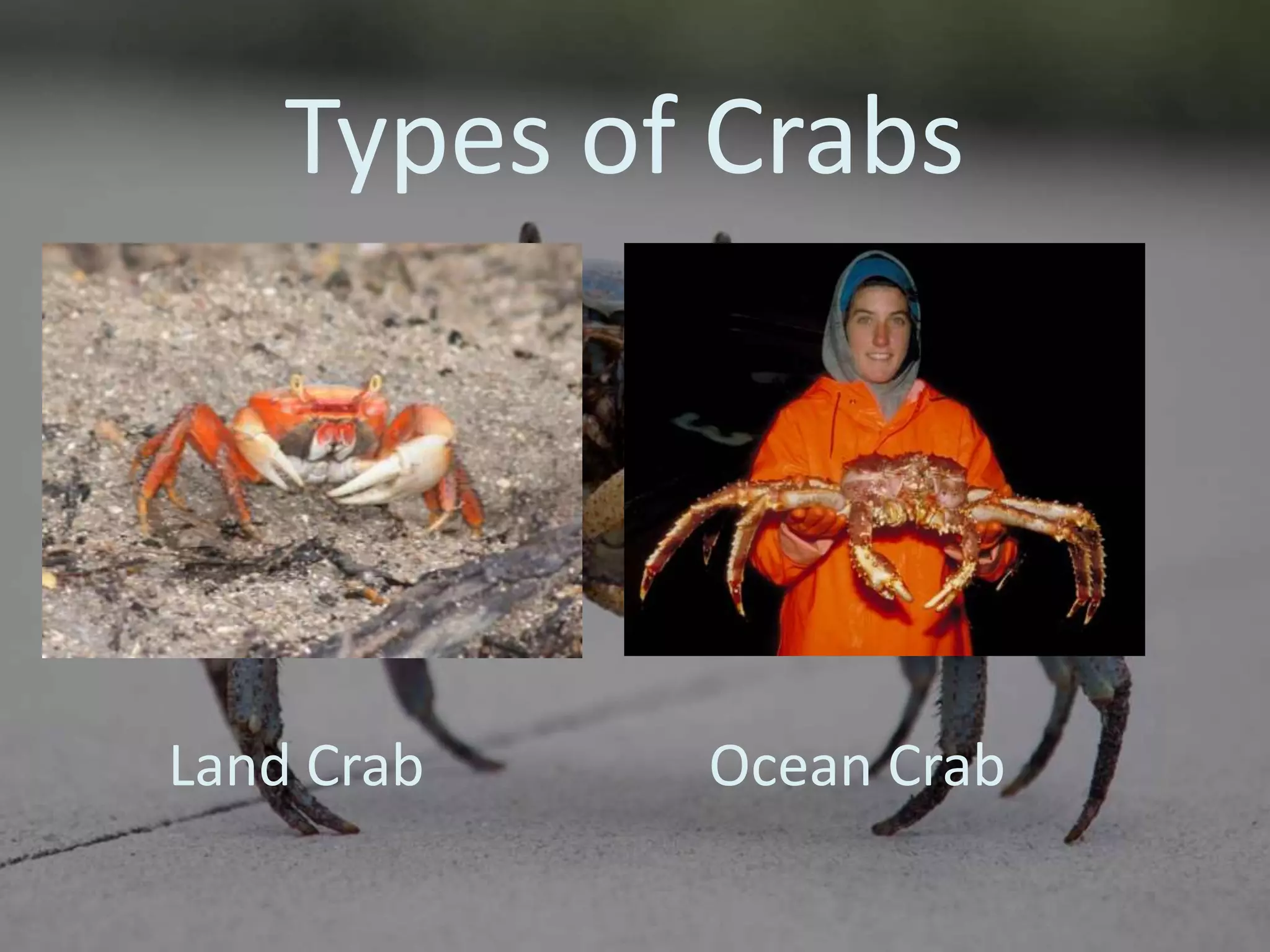 Know Everything About Crabs | PPSX
