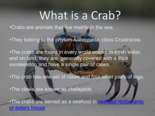 Know Everything About Crabs | PPSX