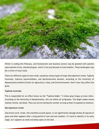 Knowing the fungi that cause snow mold (and how to deal with them ...