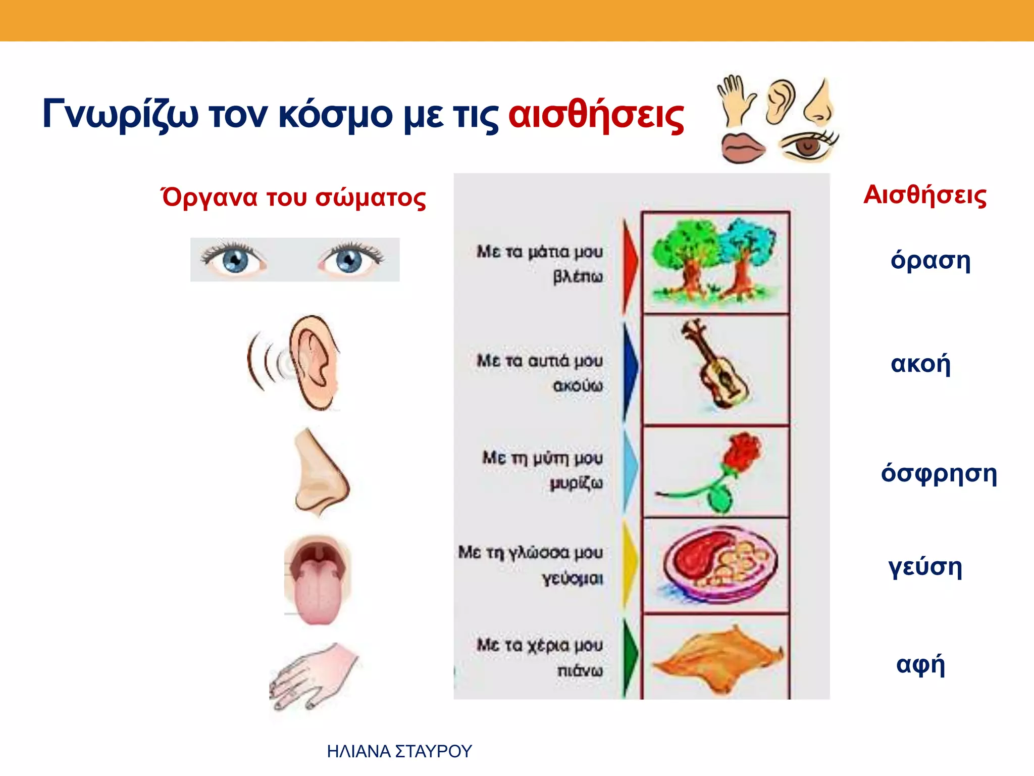 Γνωρίζω το σώμα μου | PPTX
