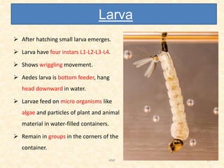 Know the Mosquito .pptx