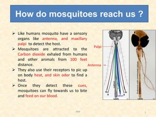Know the Mosquito .pptx