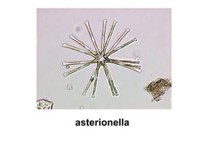 Know ur diatoms | PPT | Geography | Science