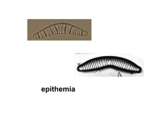 Know ur diatoms | PPT | Geography | Science