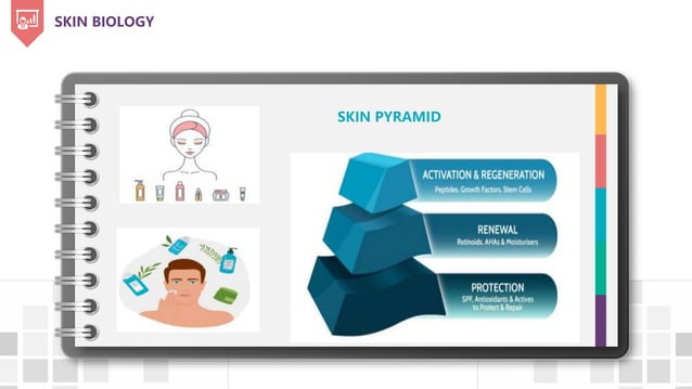 KNOW UR SKIN -delving into skin facts.pptx