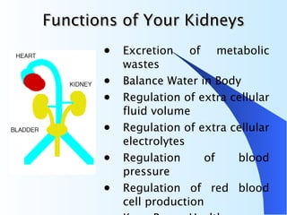 Know your kidney | PPT