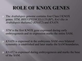 Knox genes and Abiotic Stresses | PPTX