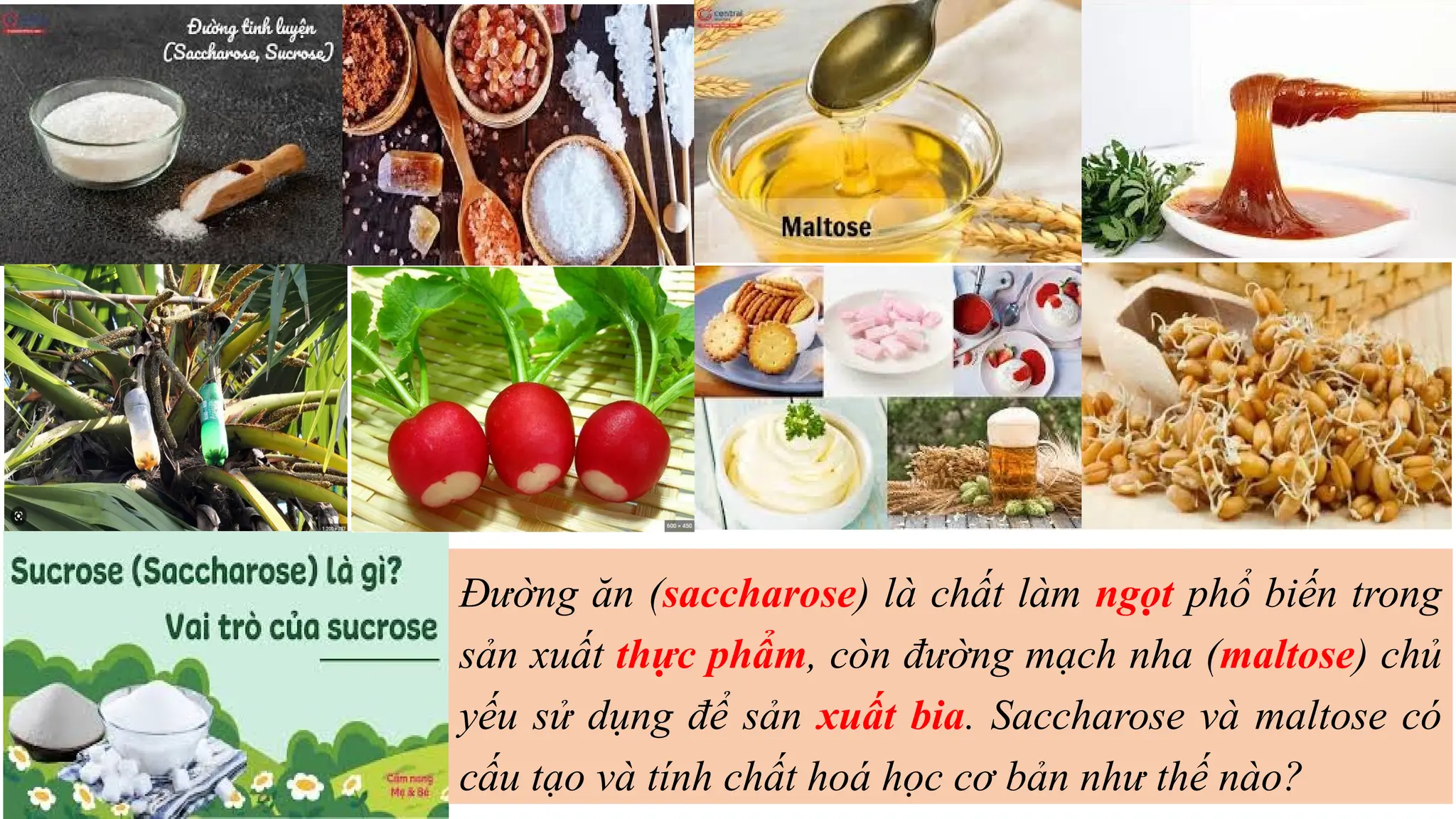 KNTT Bai 5 Saccharose va maltose.pptx - bai giang | PPTX