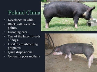 Swine Breeds in the United States & Abroad | PPTX