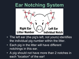 Swine Breeds in the United States & Abroad | PPT