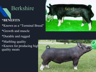 Swine Breeds in the United States & Abroad | PPTX