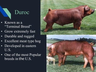 Swine Breeds in the United States & Abroad | PPT