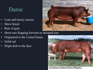Swine Breeds in the United States & Abroad | PPTX