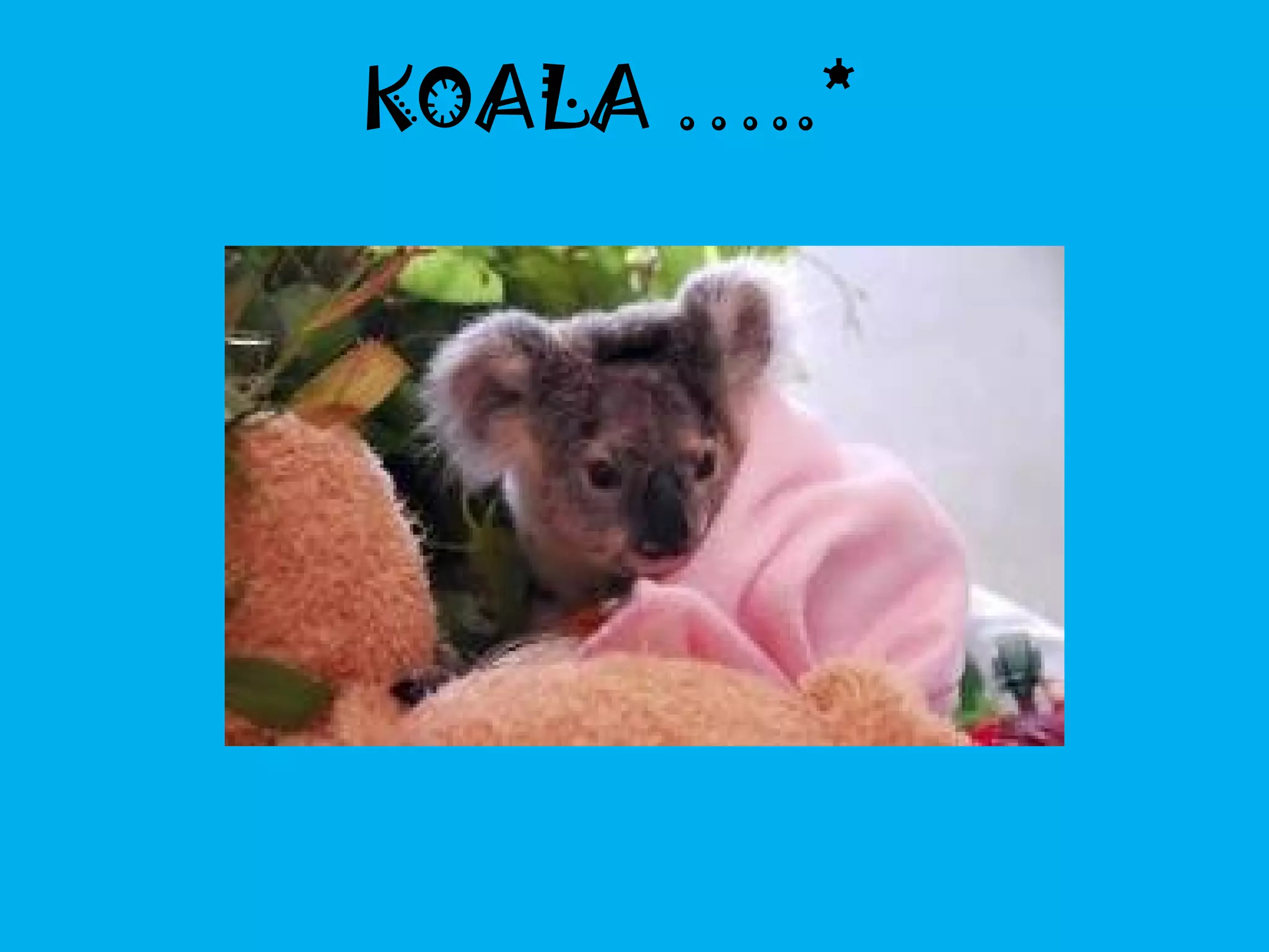 Koala | PPT