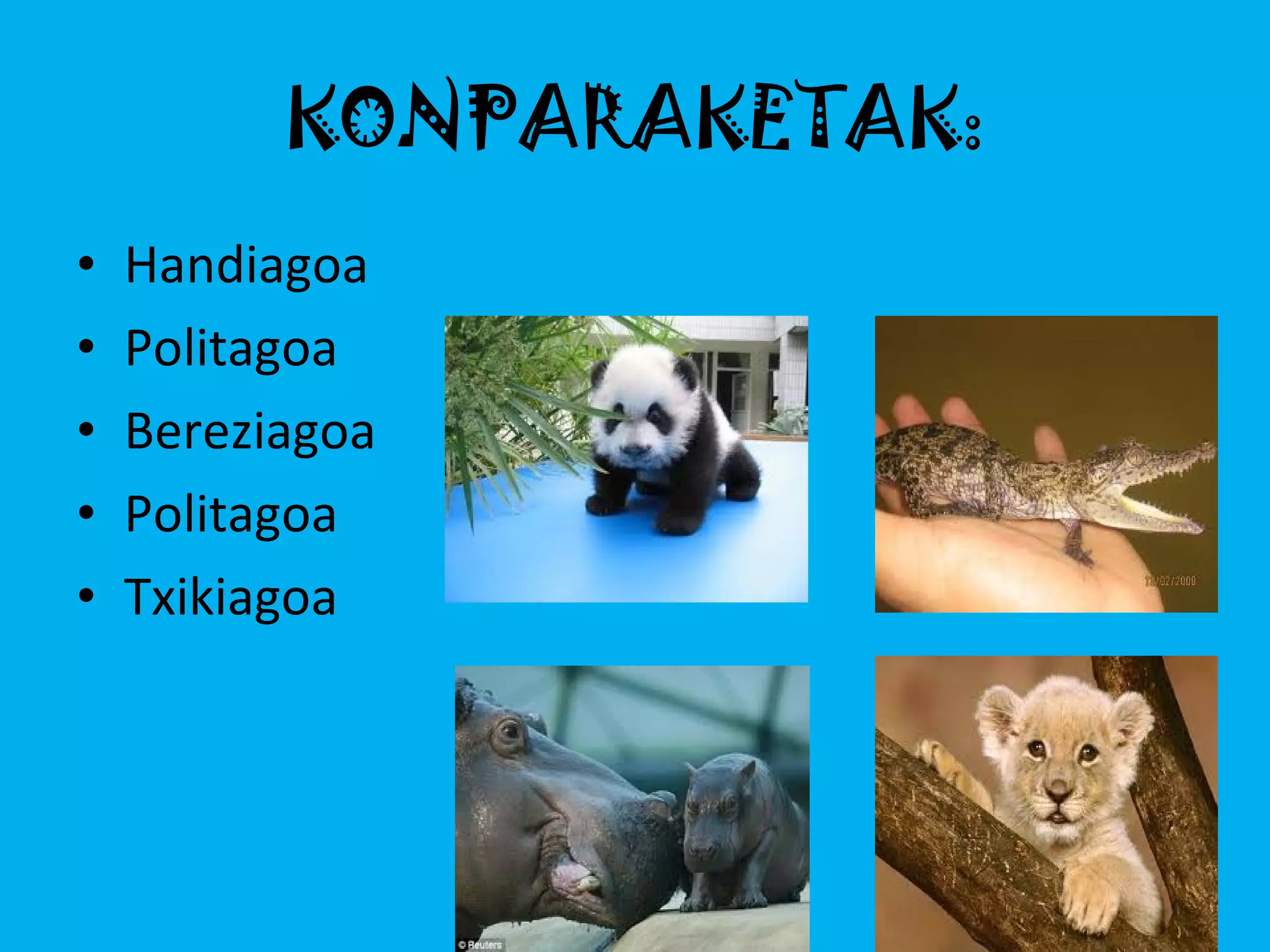 Koala | PPT