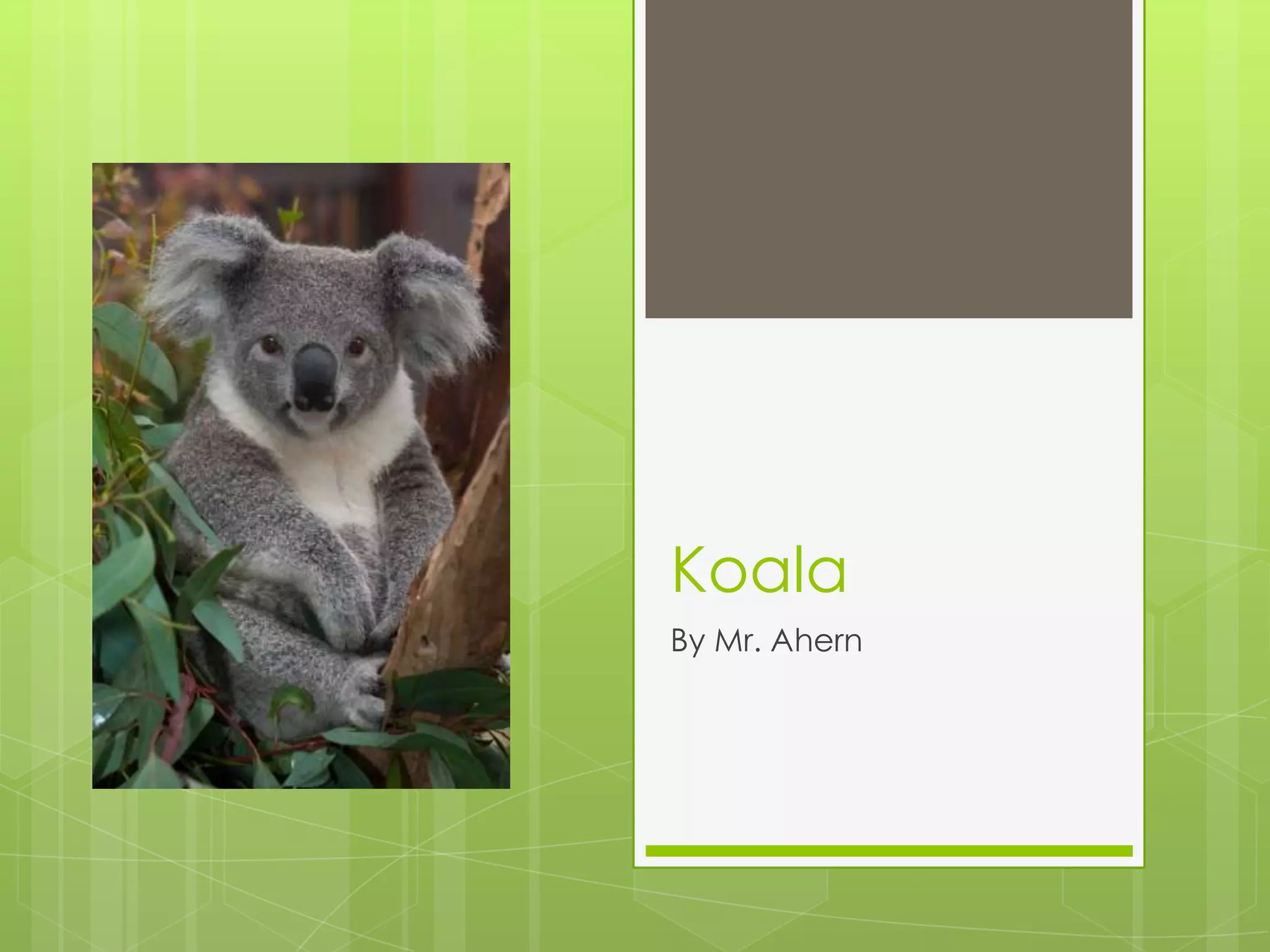 Koala | PPTX