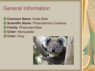 Koala bear power point 01 | PPT