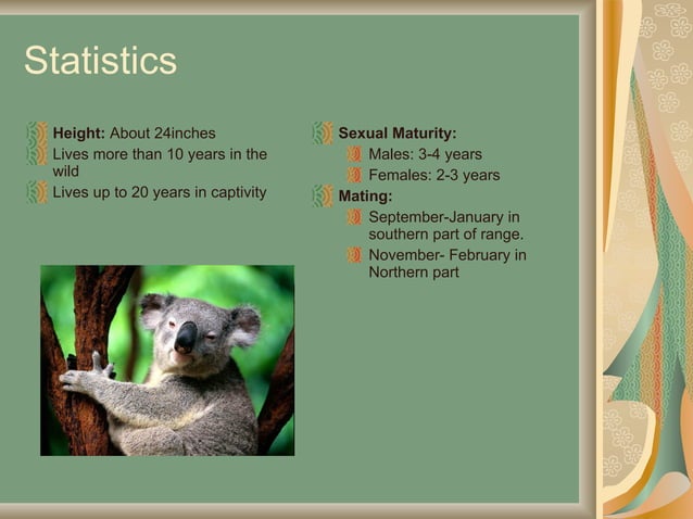 Koala bear power point 01 | PPT