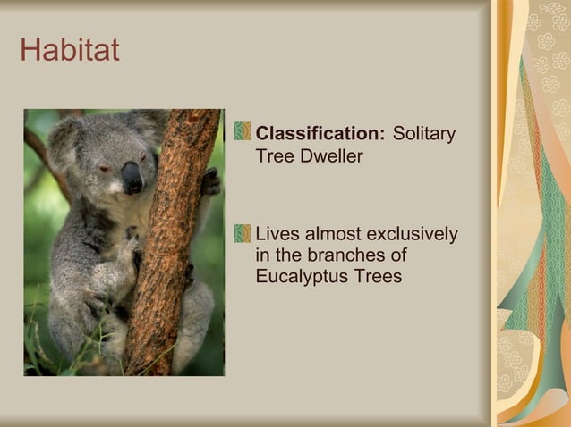 Koala bear power point 01 | PPT