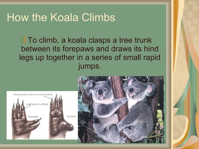 Koala bear power point 01 | PPT