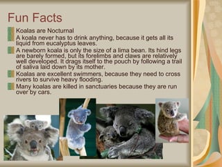 Koala bear power point 01 | PPT